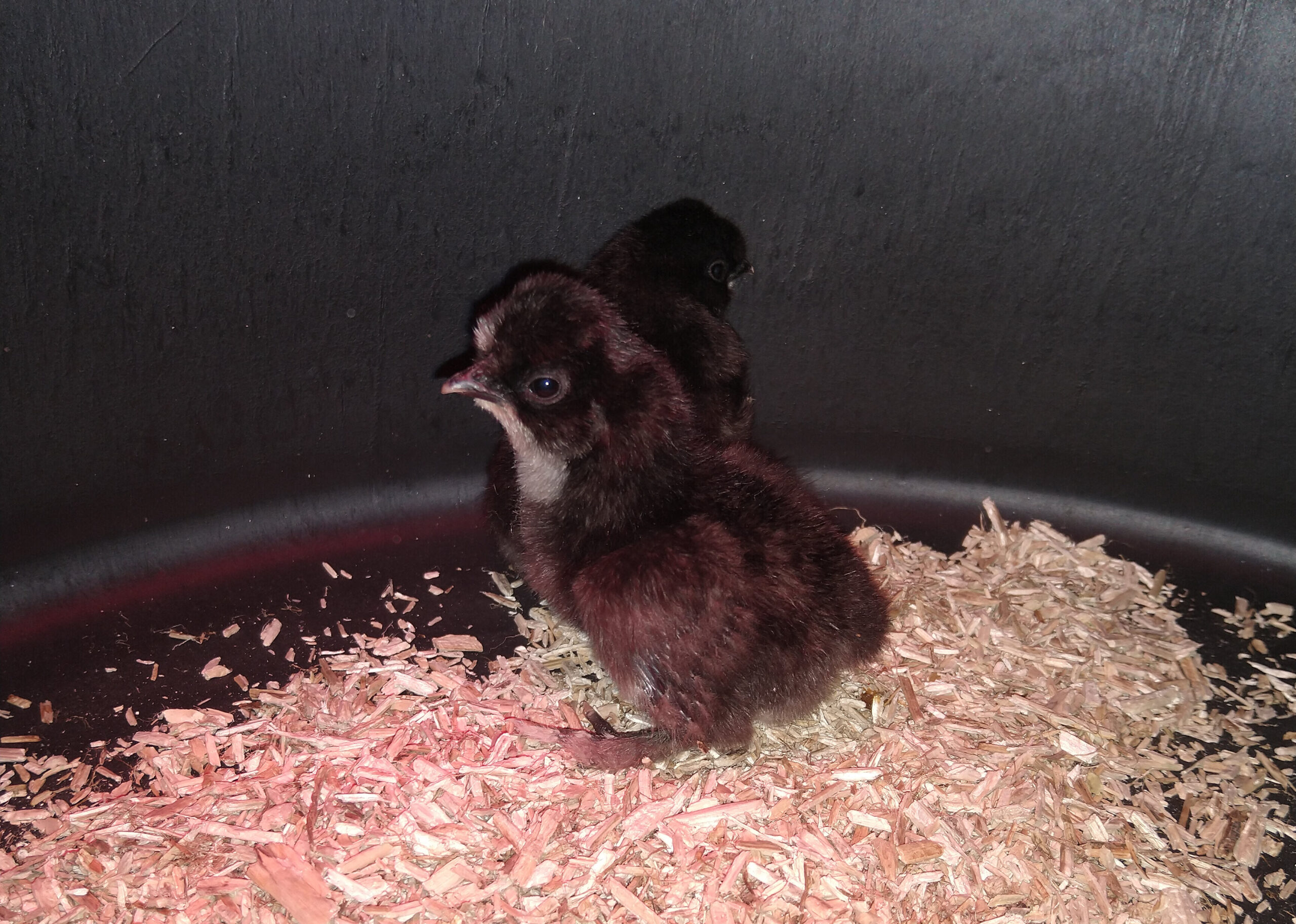 De sorte kyllinger er kommet! - Silkehaven