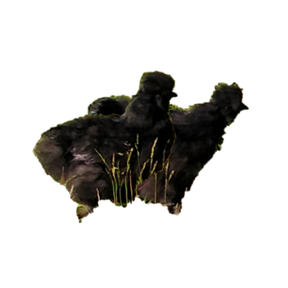 Silkehavens høns - Kom og se vores høns! - Silkehaven