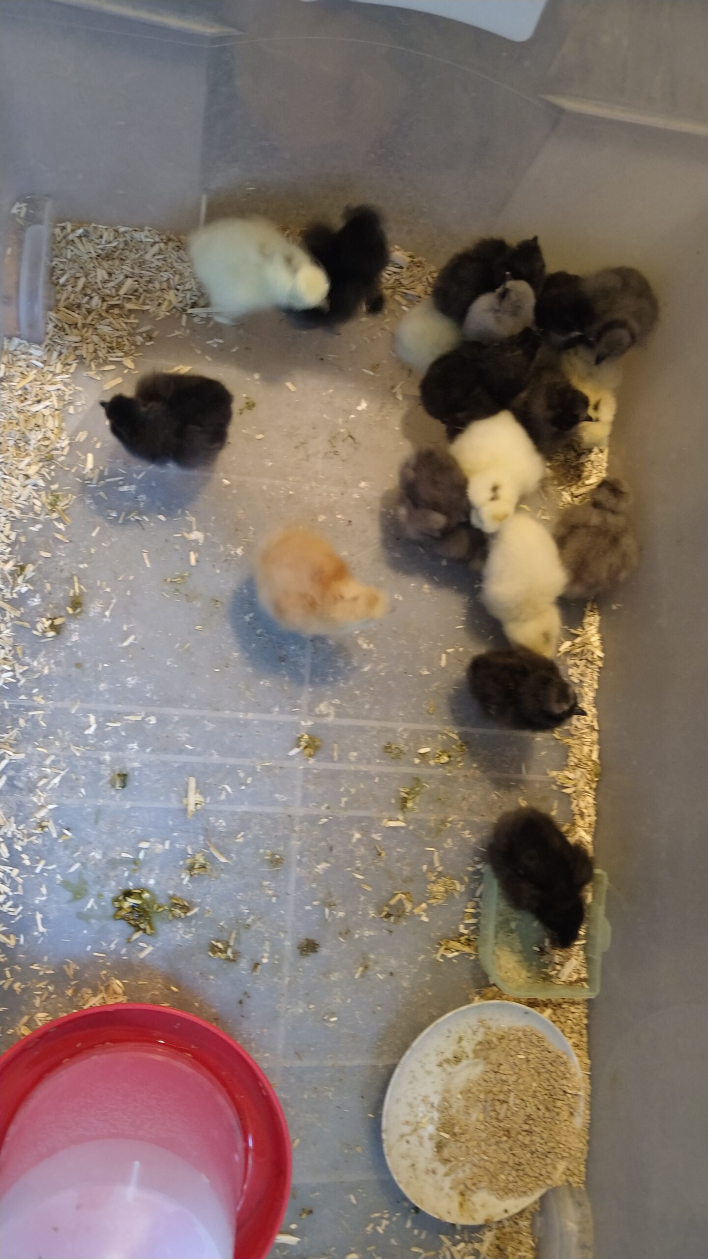 4 sorte kyllinger til salg - Silkehaven