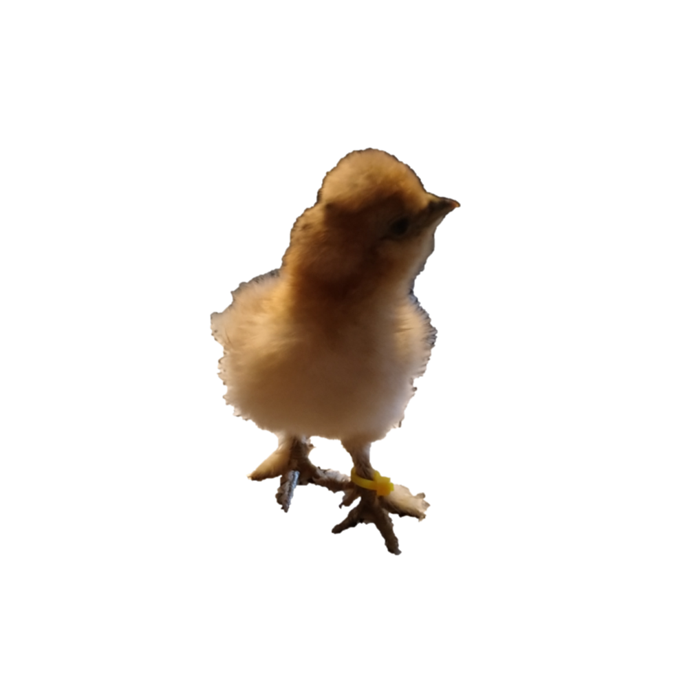 Silkehavens høns - Kom og se vores høns! - Silkehaven