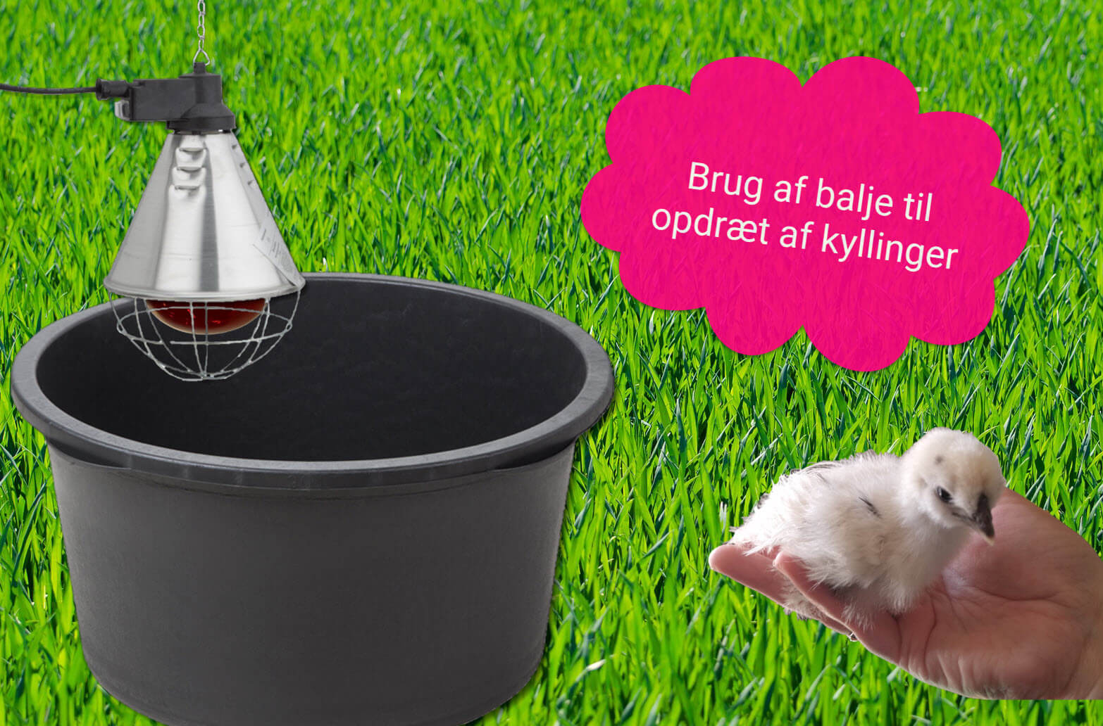 Brug af balje til opdræt af kyllinger - Silkehaven